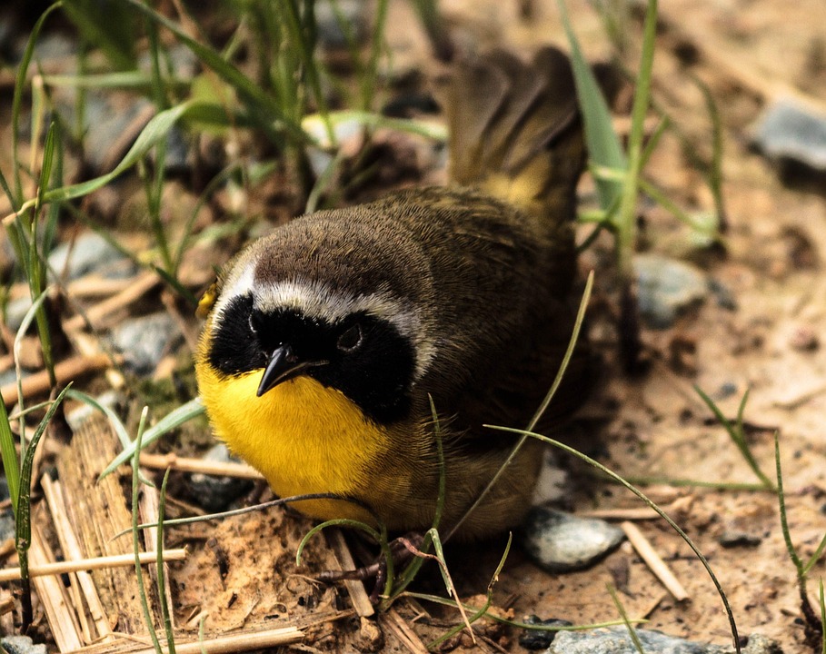 Common Yellowthroat Male Songbird - Free photo on Pixabay - Pixabay