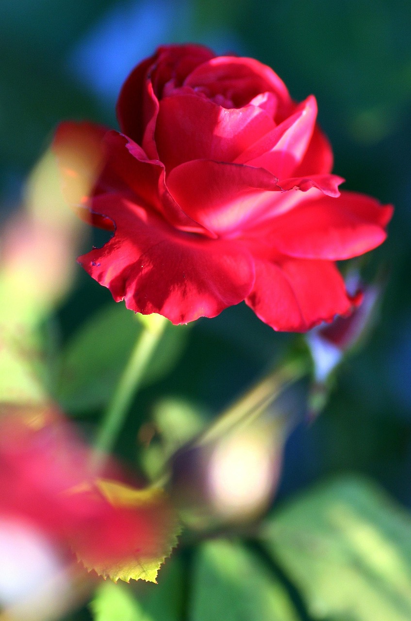 Flor Color De Rosa Rojo - Foto gratis en Pixabay - Pixabay
