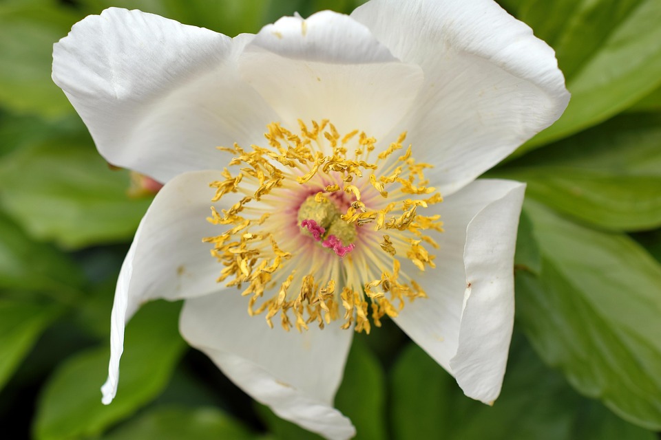 Fleur Blanche Jardin Le Printemps - Photo gratuite sur Pixabay - Pixabay