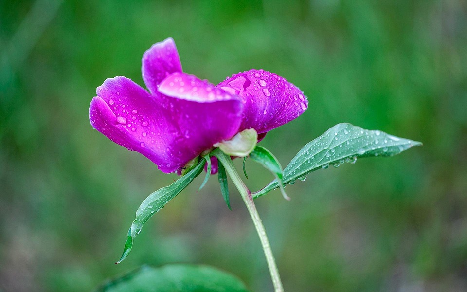 Pion Rojo Planta - Foto gratis en Pixabay - Pixabay