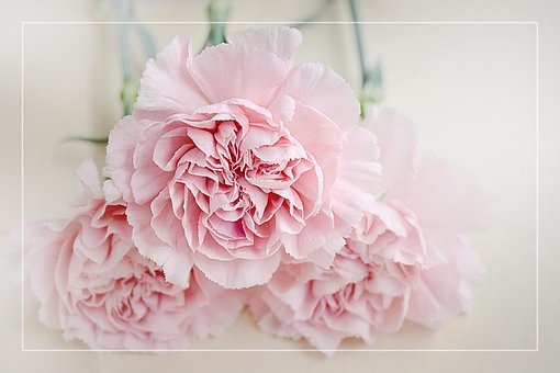 60+ Free Three Petal Flower & Three Images - Pixabay