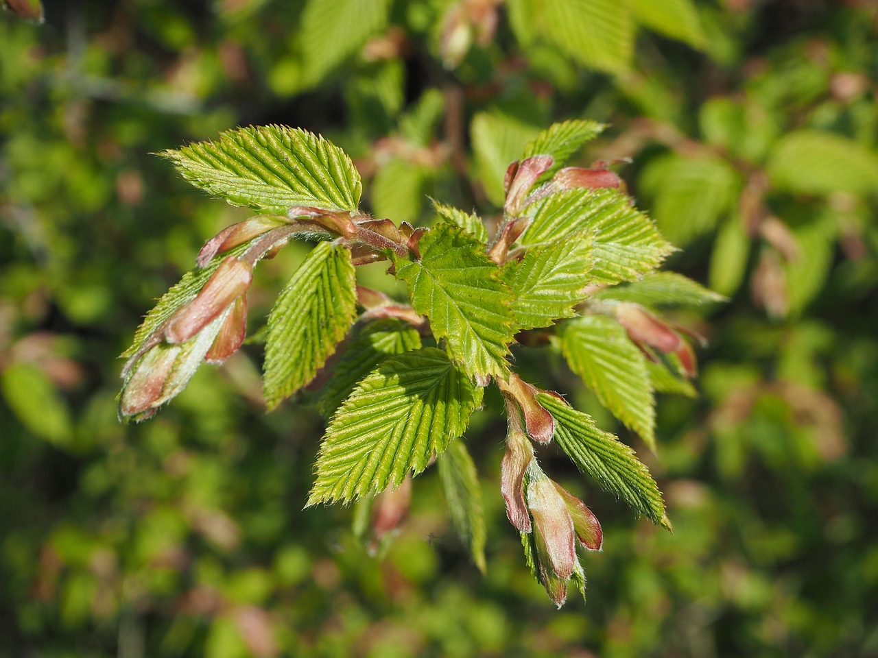 200+ kostenlose Rotbuche und Natur-Bilder - Pixabay