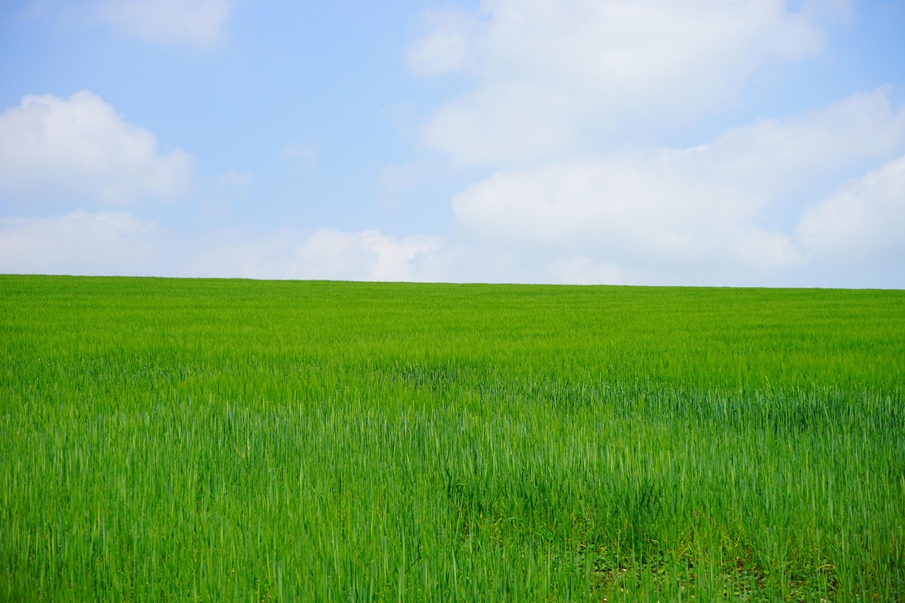 Wheat Field Grain - Free photo on Pixabay - Pixabay