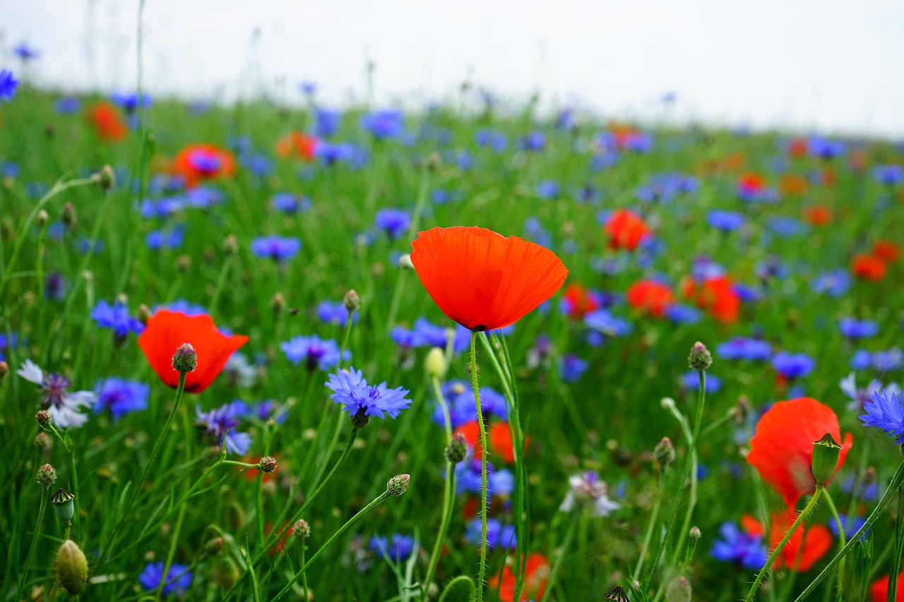 Poppy Field Cornflower Corn - Free photo on Pixabay - Pixabay