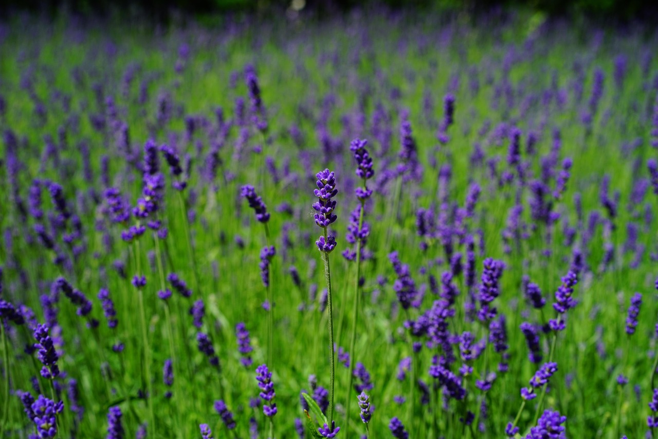 Lavender Field Flower - Free photo on Pixabay - Pixabay