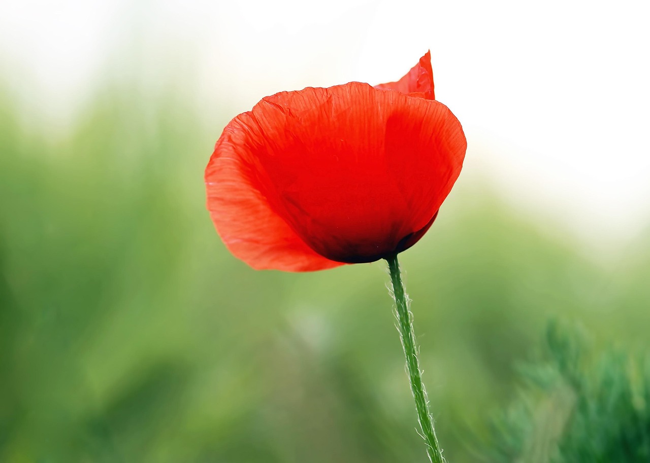 Poppy Flower Early Tender - Free photo on Pixabay - Pixabay