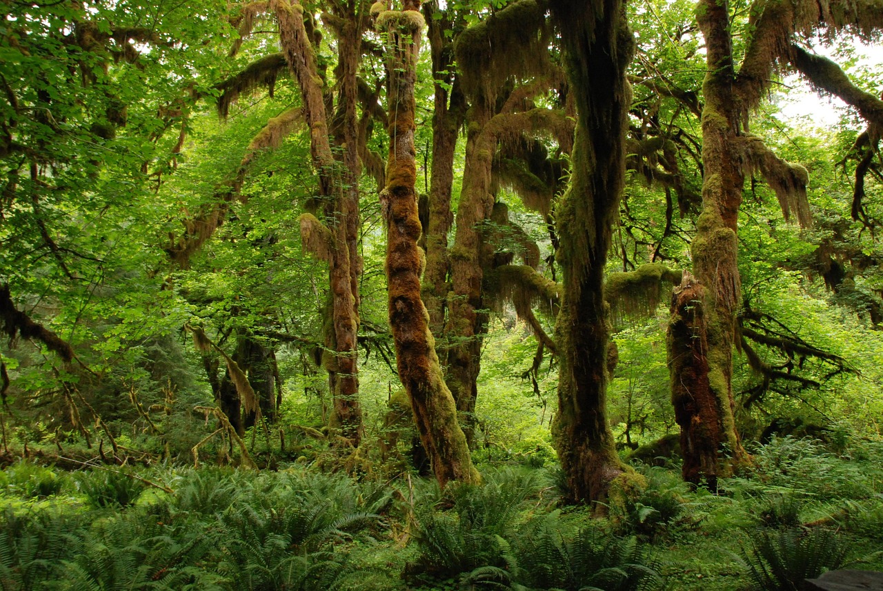 Nature Landscape Green - Free photo on Pixabay