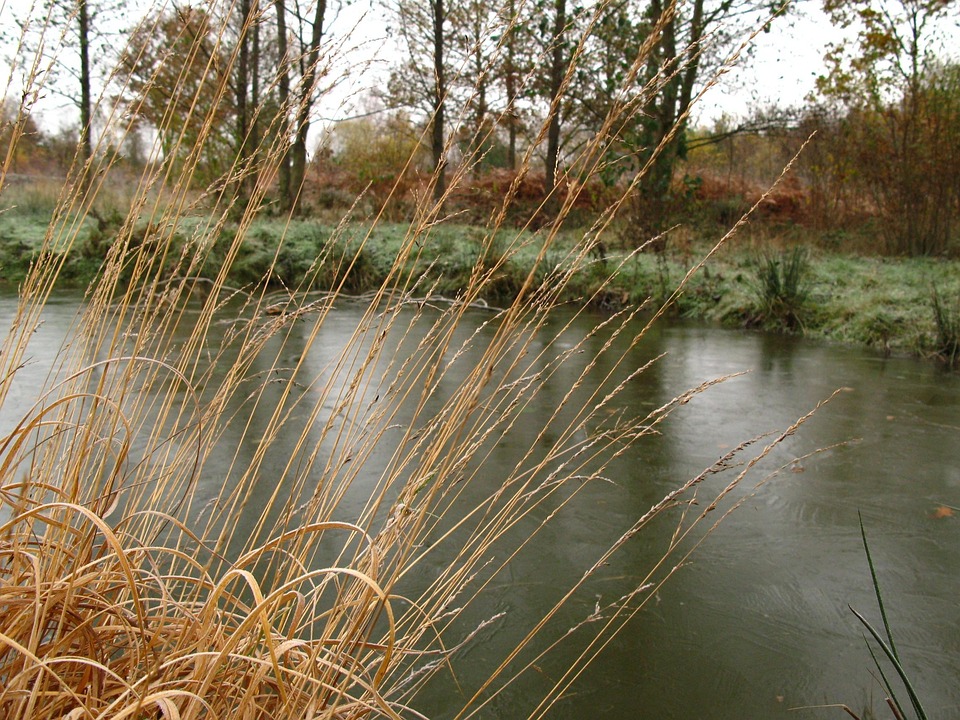 Lake Pond Grass - Free photo on Pixabay - Pixabay