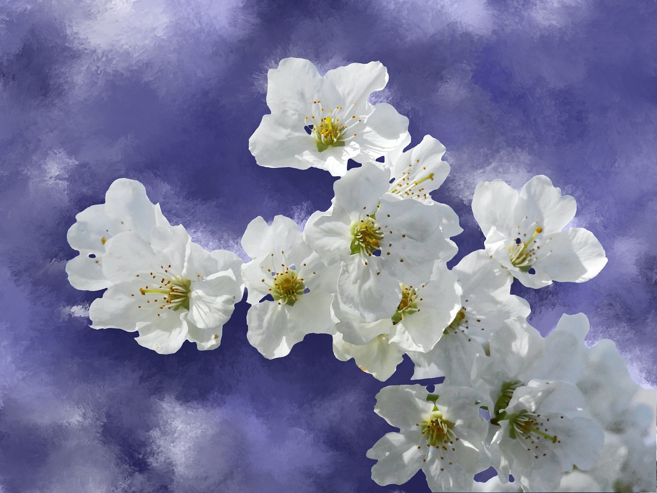 Flor Planta Primavera - Foto gratis en Pixabay - Pixabay