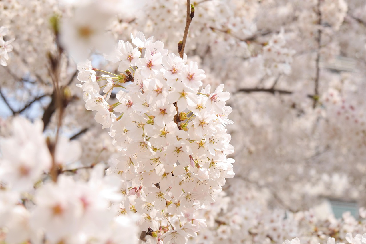 Flower Spring Flowers - Free photo on Pixabay