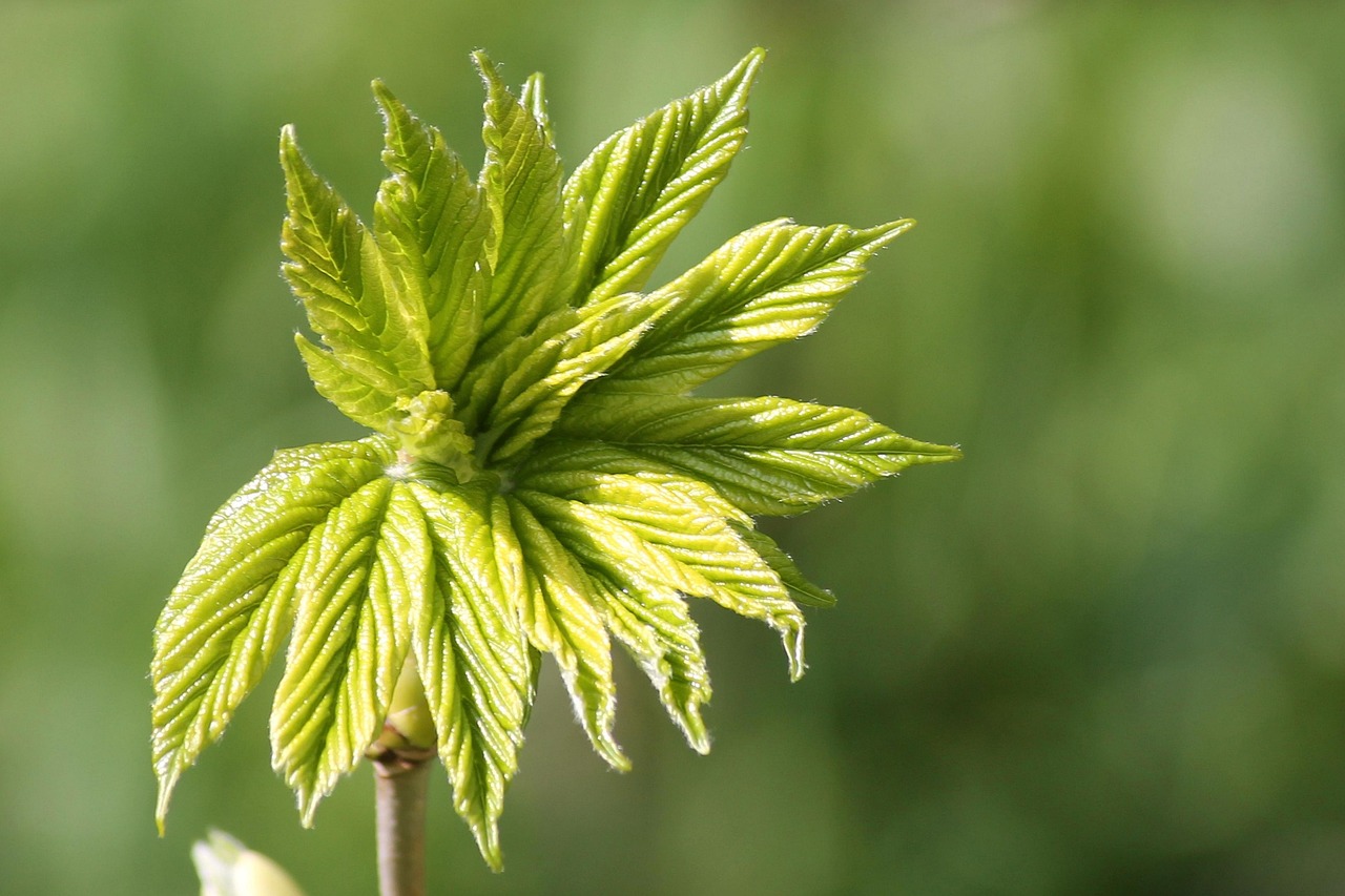 Feuille Arbre Le Printemps - Photo gratuite sur Pixabay - Pixabay