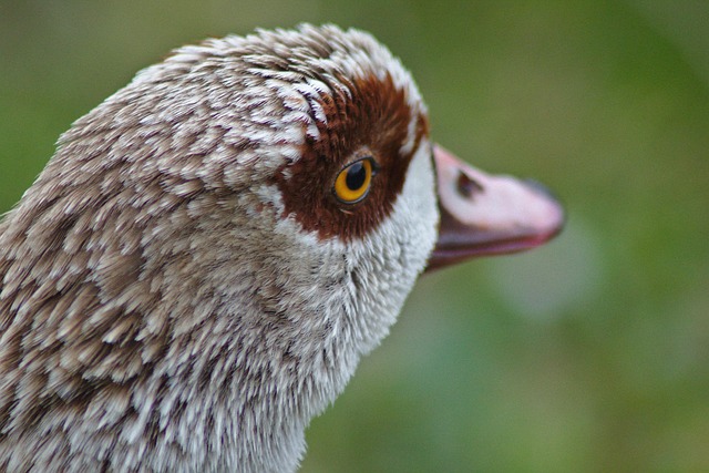 Goose Bird Poultry - Free photo on Pixabay - Pixabay