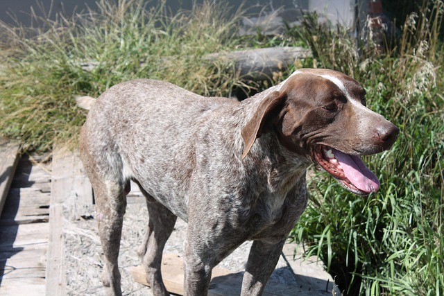 Dog Setter Animal - Free photo on Pixabay