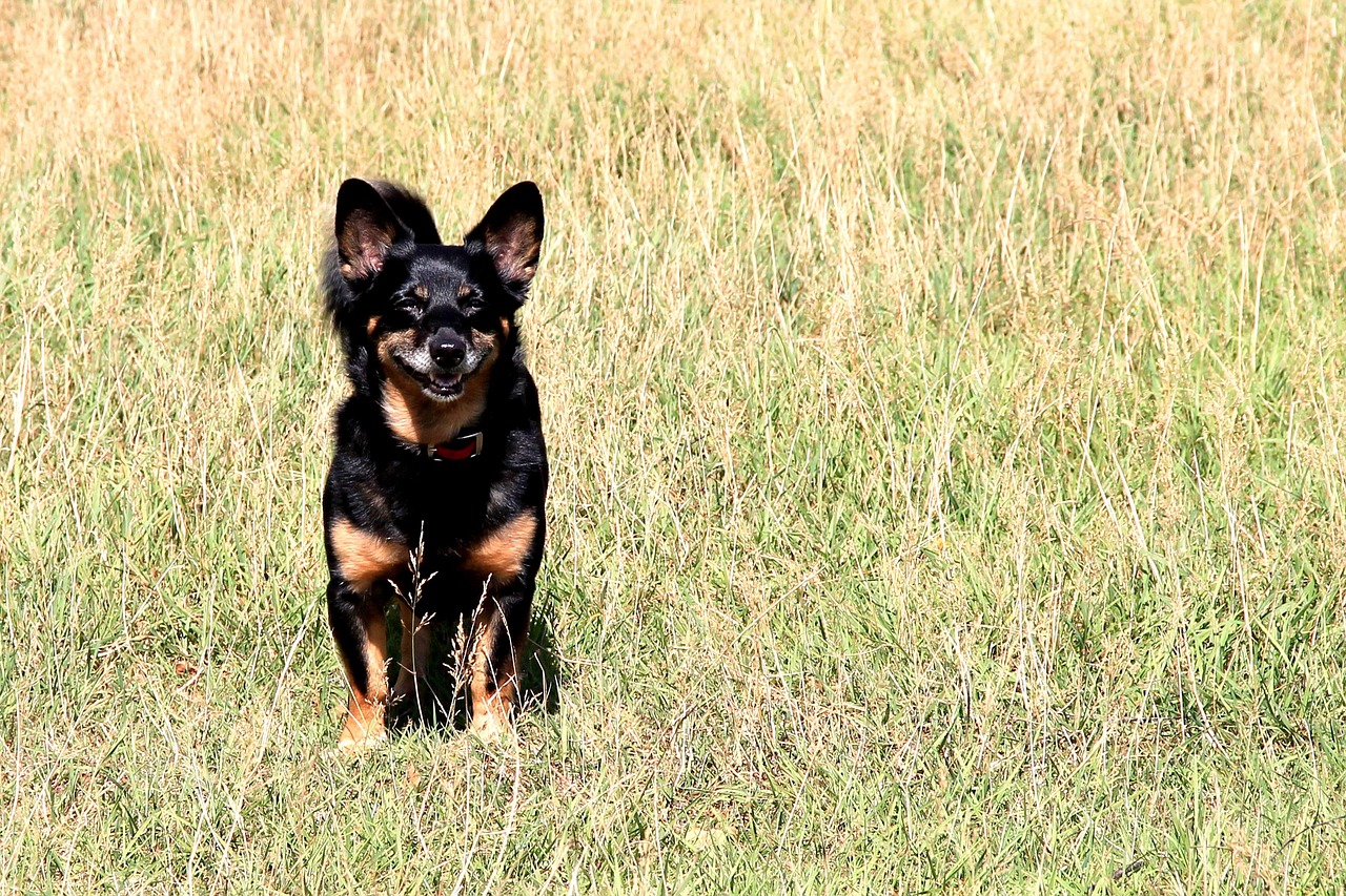 100,000+ Free Dog On Meadow & Dog Images - Pixabay