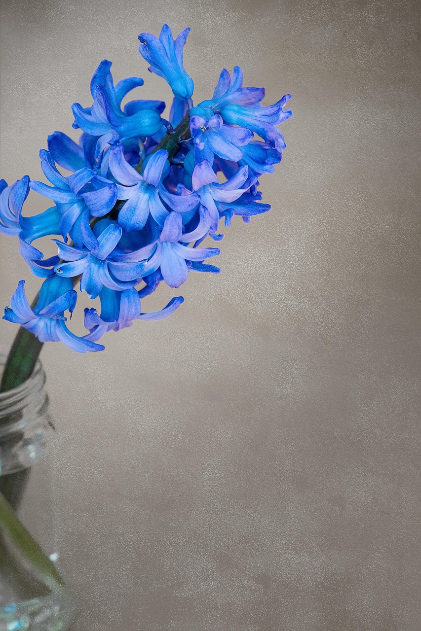 Flower Hyacinth Blossoms - Free photo on Pixabay - Pixabay