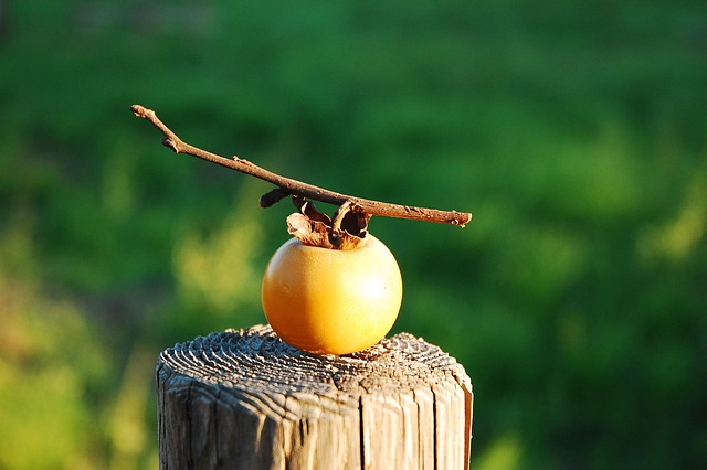 Autumn Persimmon Countryside - Free photo on Pixabay