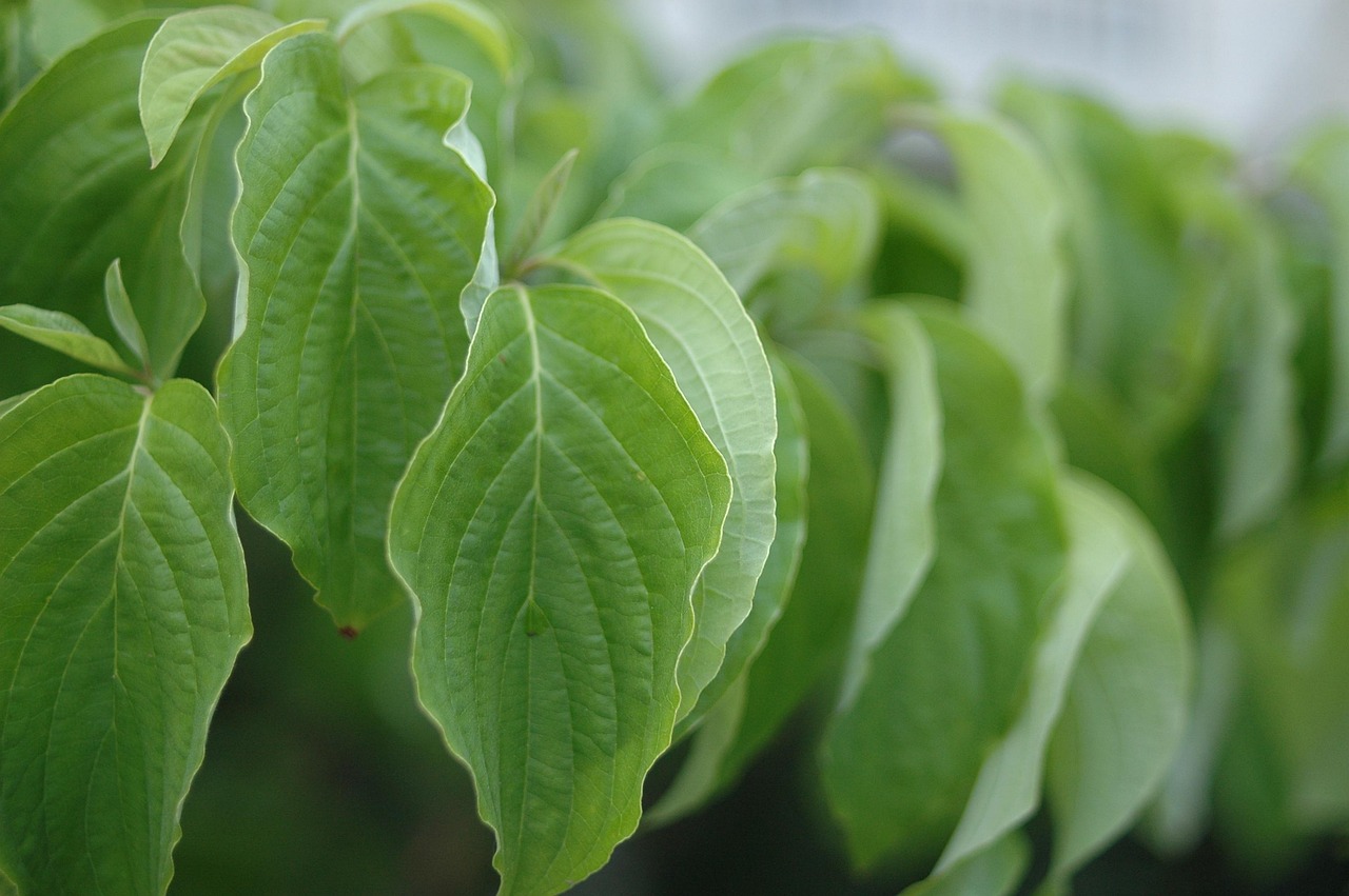 Hanamizuki Aoba Plant - Free photo on Pixabay - Pixabay