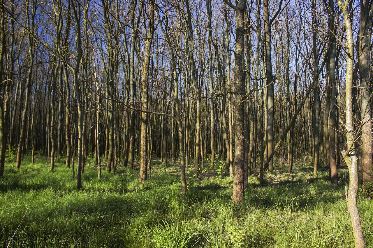 Forêt Le Printemps Nature Des - Photo gratuite sur Pixabay - Pixabay