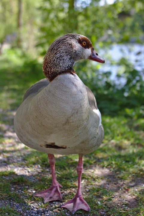 Goose Bird Poultry - Free photo on Pixabay