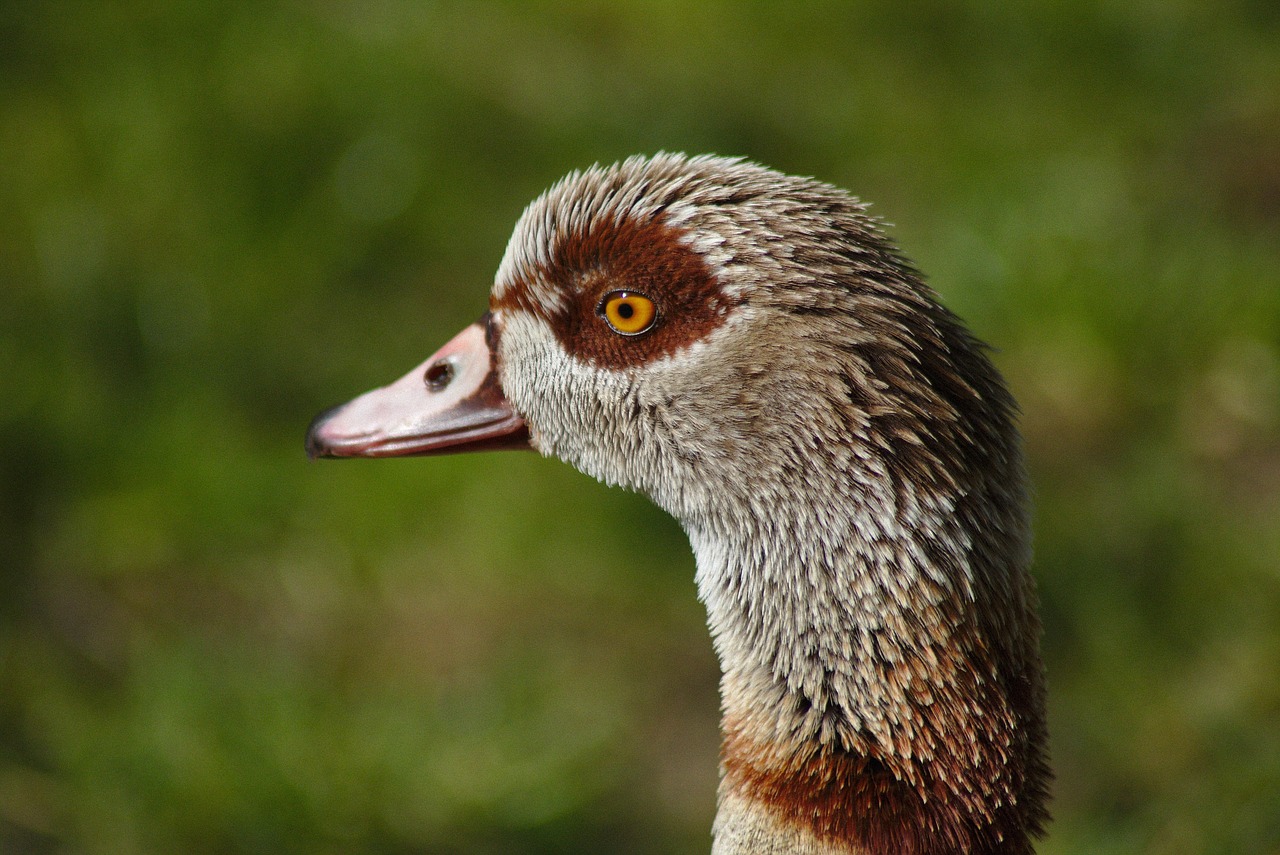 Goose Bird Head - Free photo on Pixabay