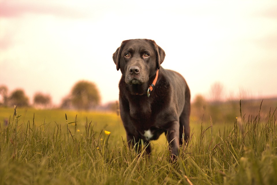 Hund Natur - Kostenloses Foto auf Pixabay - Pixabay