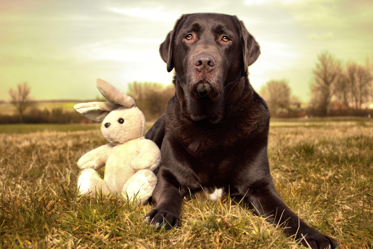 Dog Rabbit - Free photo on Pixabay - Pixabay