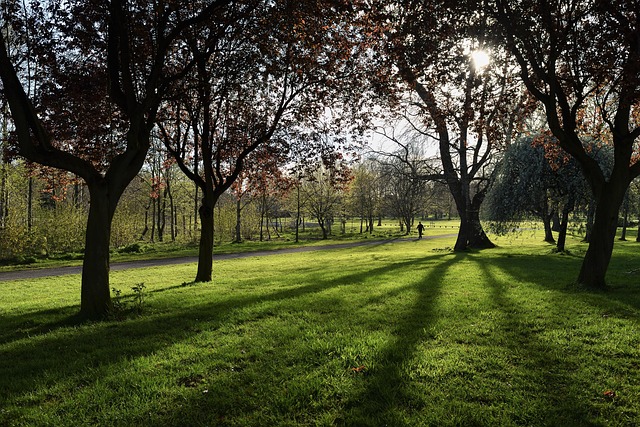 Lurgan-Northern Ireland Park Trees - Free photo on Pixabay - Pixabay
