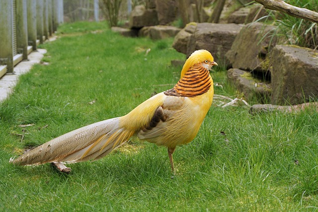 Peach Golden Pheasant