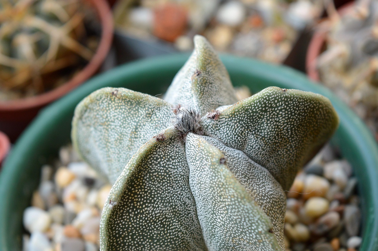 Astrophytum Thousand-Speckled - Free photo on Pixabay - Pixabay