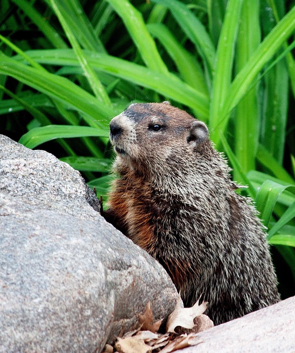 Rodent Animal Groundhog - Free photo on Pixabay - Pixabay