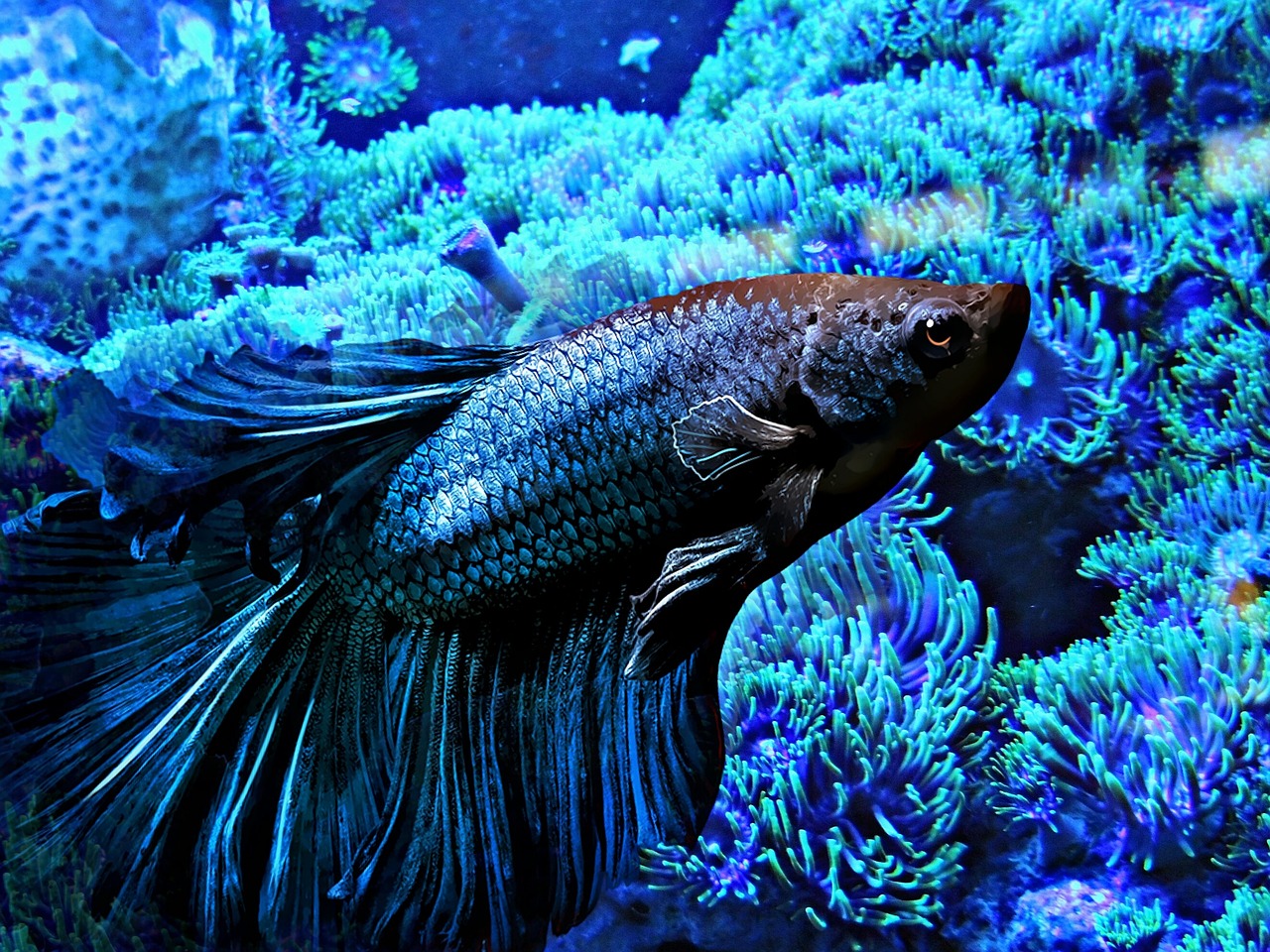 Fisch Unterwasser Aquarium - Kostenloses Foto auf Pixabay - Pixabay