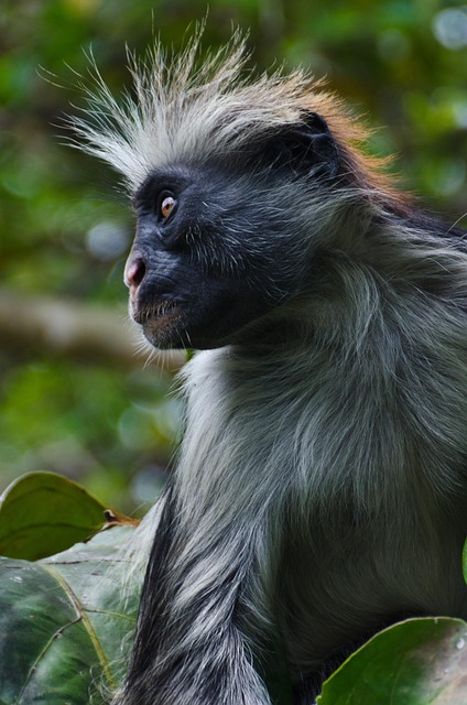 Mono Colobo Rojo Perfil - Foto gratis en Pixabay - Pixabay