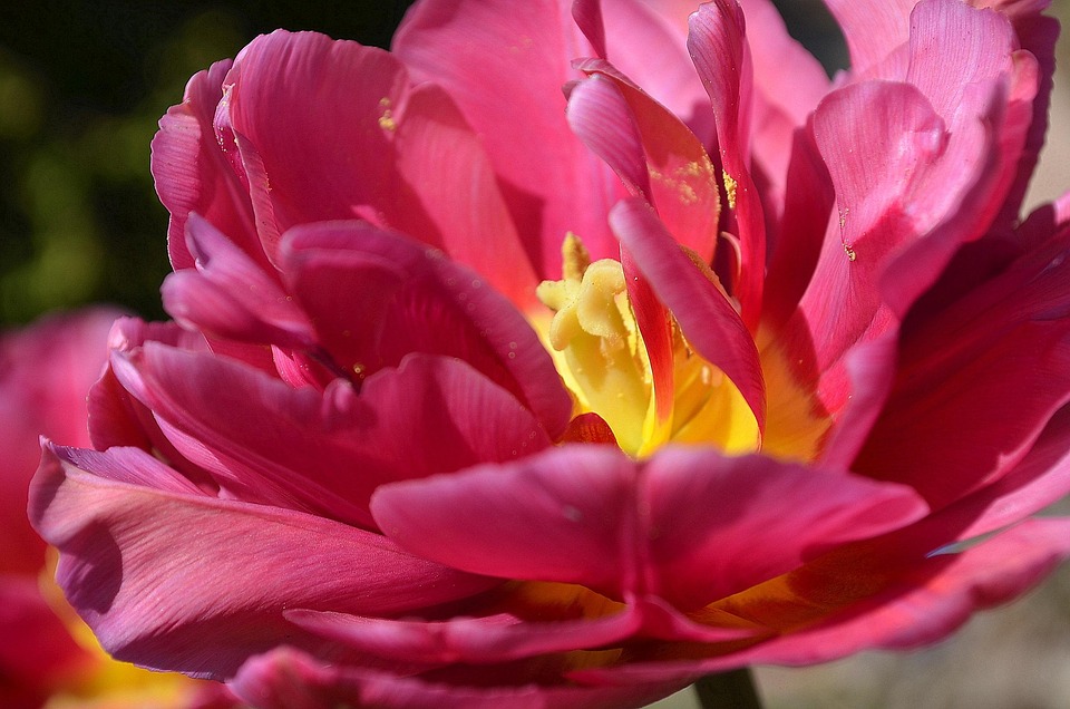 Tulip Red Pink - Free photo on Pixabay - Pixabay