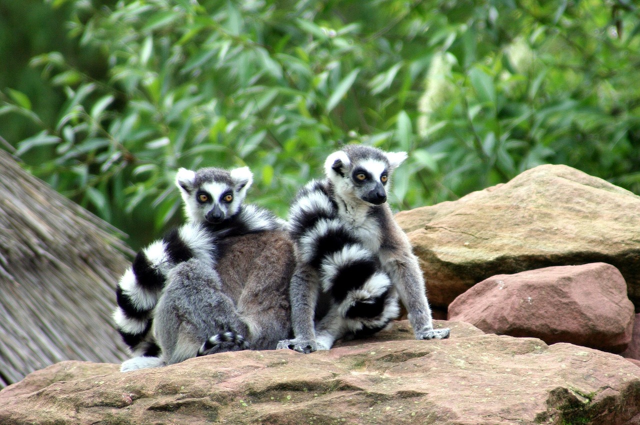 Lémures Zoológico Animales - Foto gratis en Pixabay