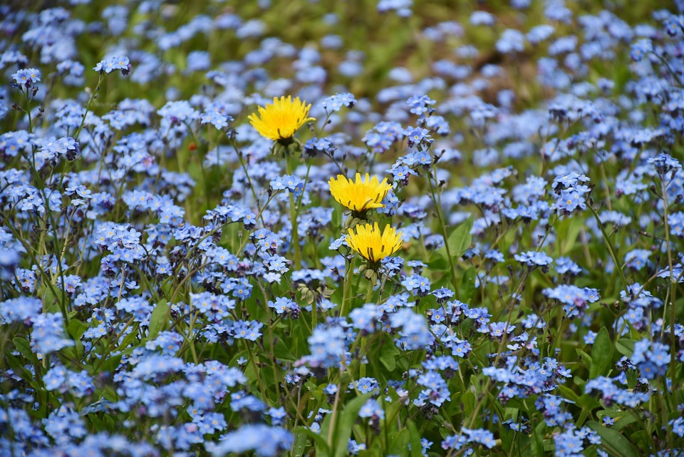 Forget Me Not Flower Meadow - Free photo on Pixabay - Pixabay
