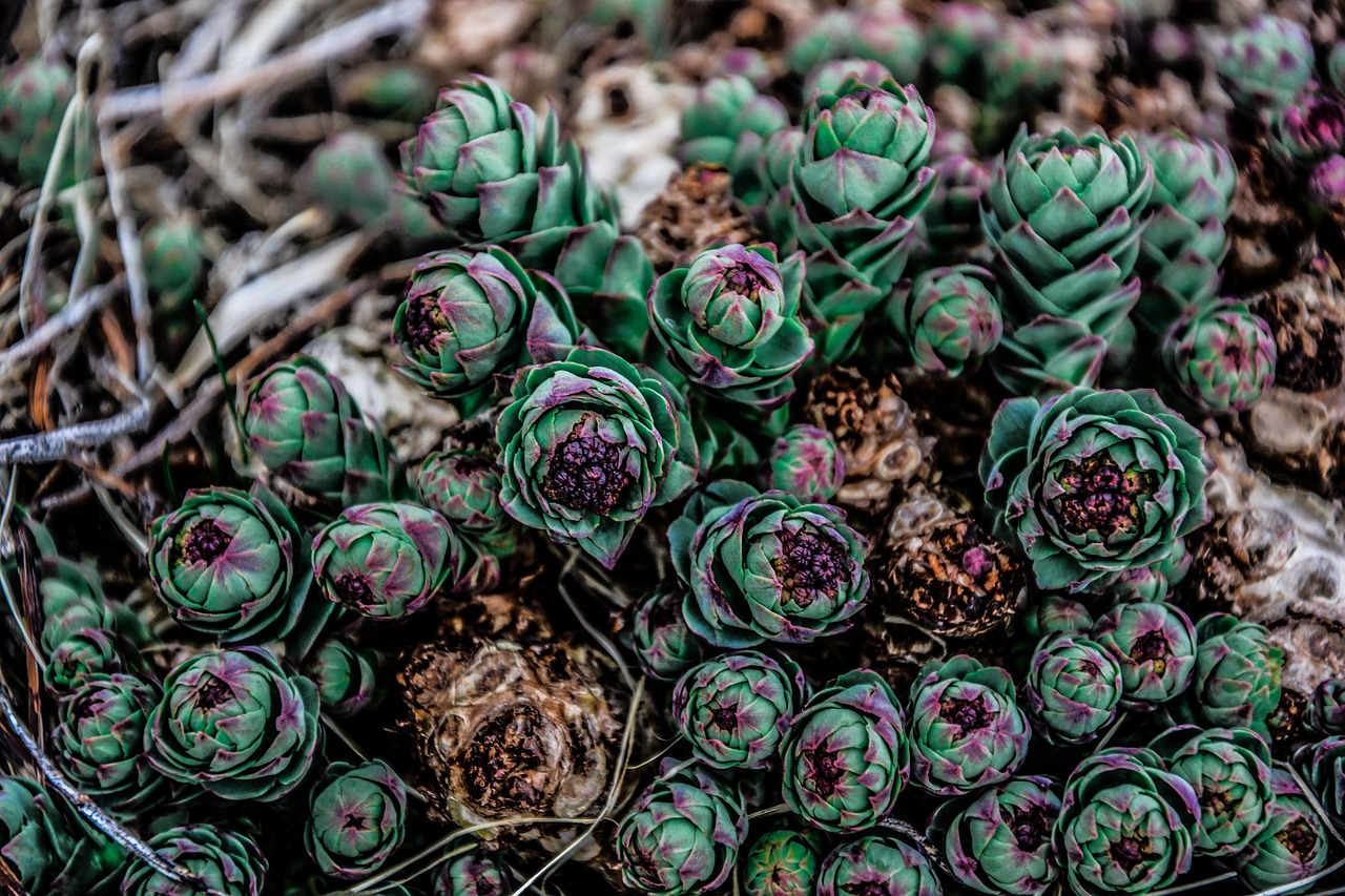 Succulent Plant Garden - Free photo on Pixabay - Pixabay