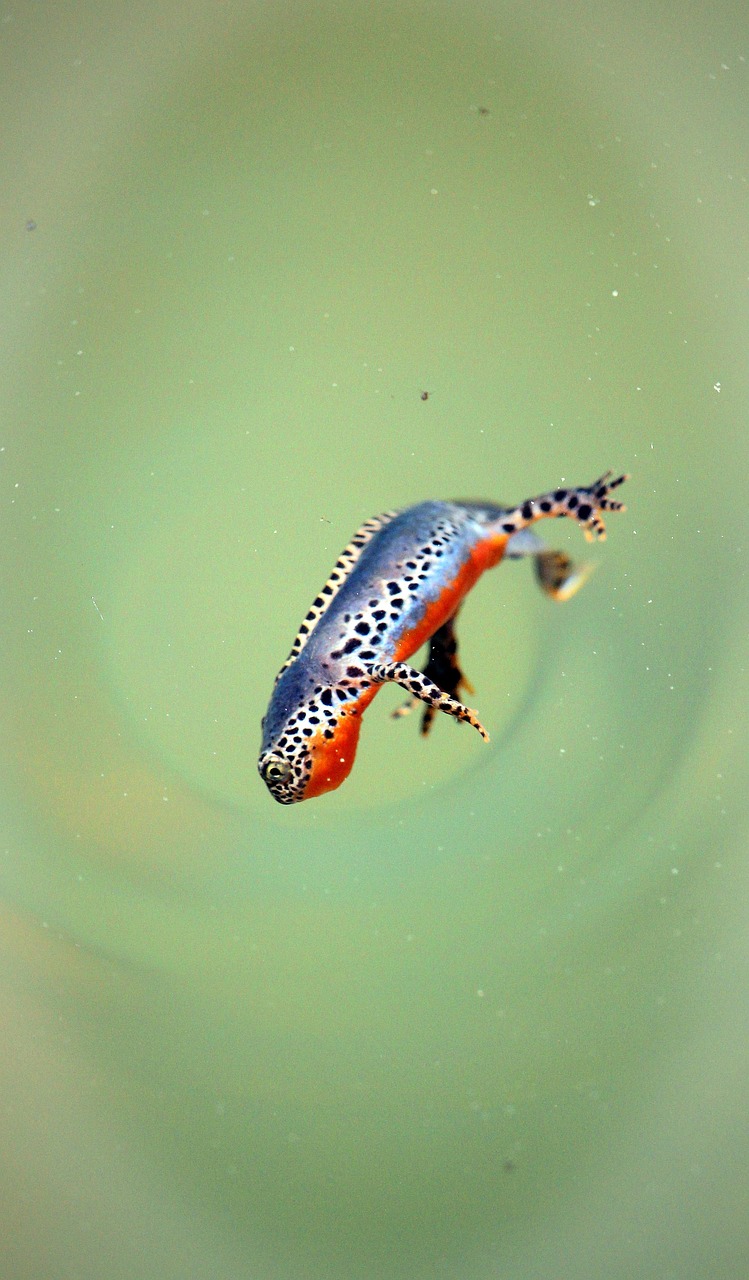 Alpine Newt Amphibian - Free photo on Pixabay - Pixabay