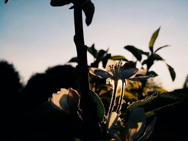 Bunga Pohon Apel Musim Semi - Foto gratis di Pixabay - Pixabay