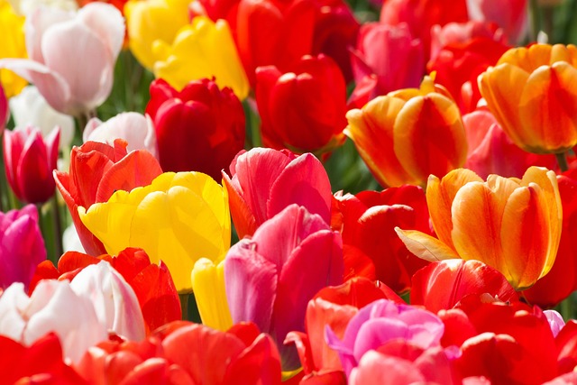 400,000+ Free May Flowers & May Images - Pixabay