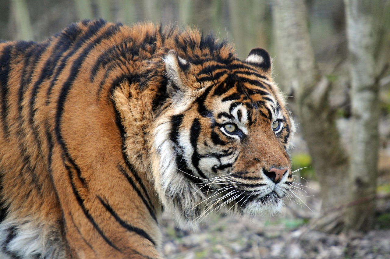 50,000+ Free Tiger Eye & Tiger Images - Pixabay
