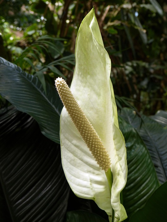 Monstera Deliciosa Plant Blossom - Free photo on Pixabay