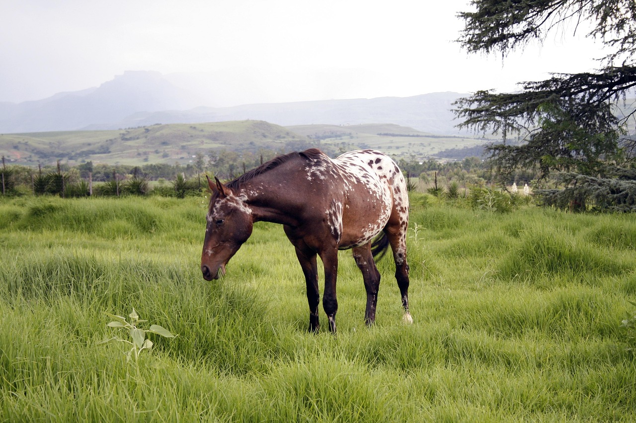Horse Grass Nature - Free photo on Pixabay