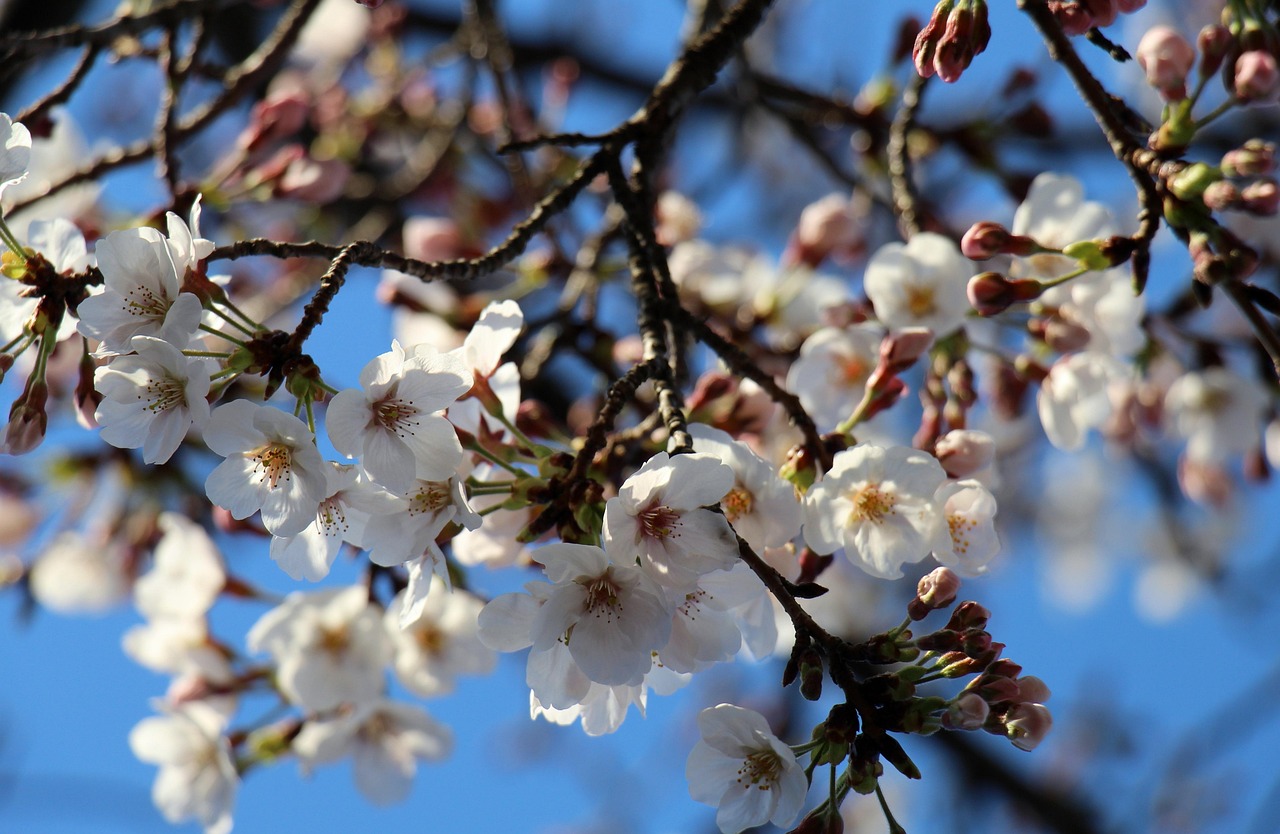 Parque De Primavera Con Cerezos En Flor