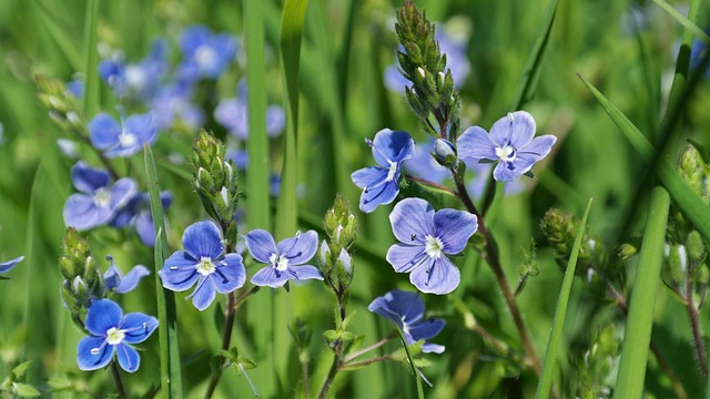 Flower Blue Meadow Flowers - Free photo on Pixabay