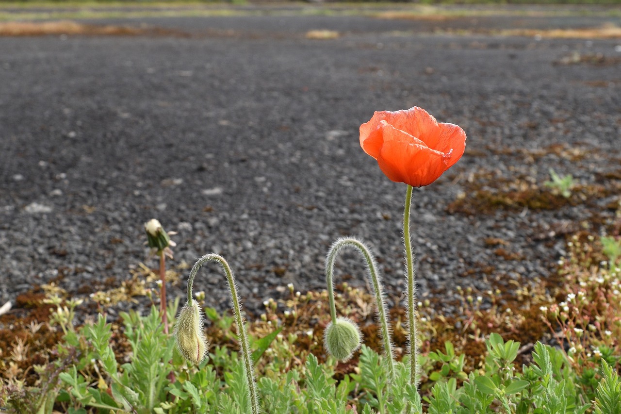 Bunga Biji Poppy Merah Piala - Foto gratis di Pixabay - Pixabay