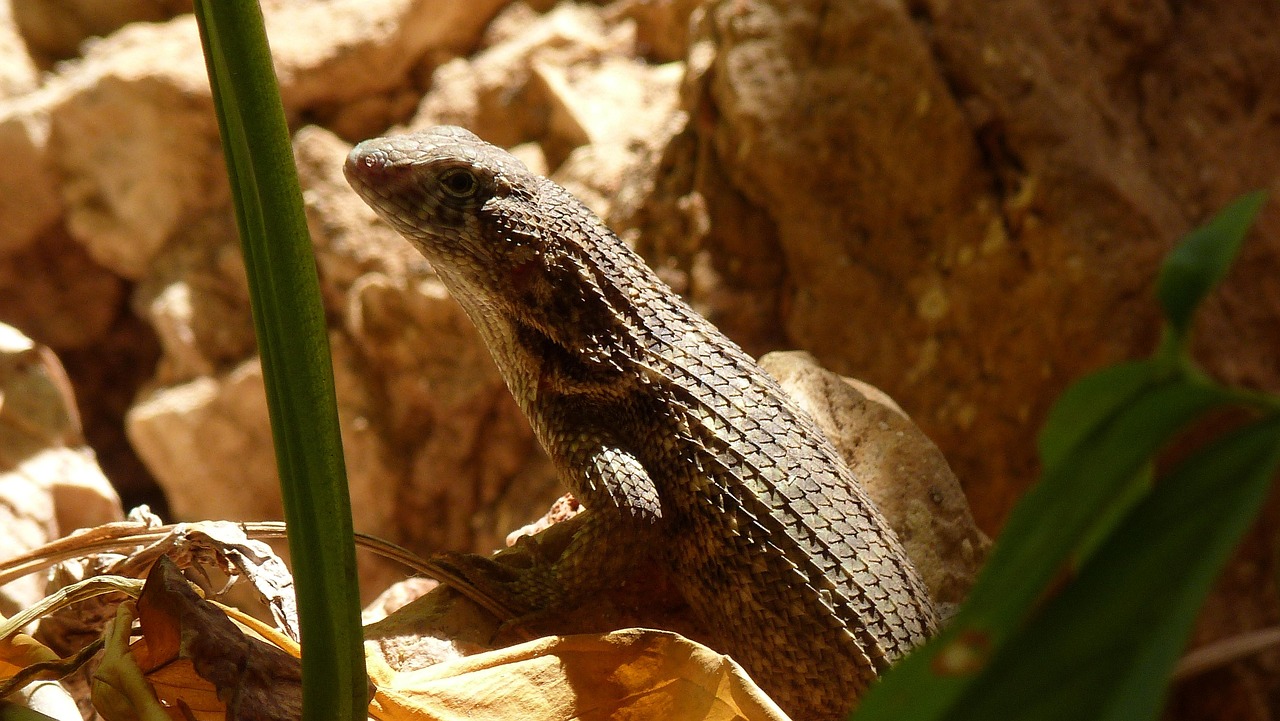 Iguana De Cola Enrollada Reptil - Foto gratis en Pixabay - Pixabay