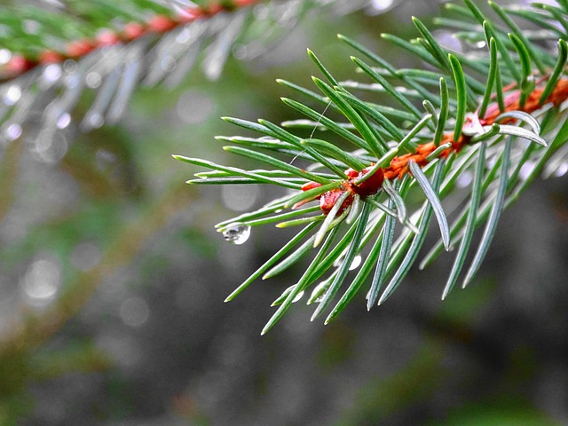 Haara Havupuu Vesipisara - Ilmainen valokuva Pixabayssa - Pixabay