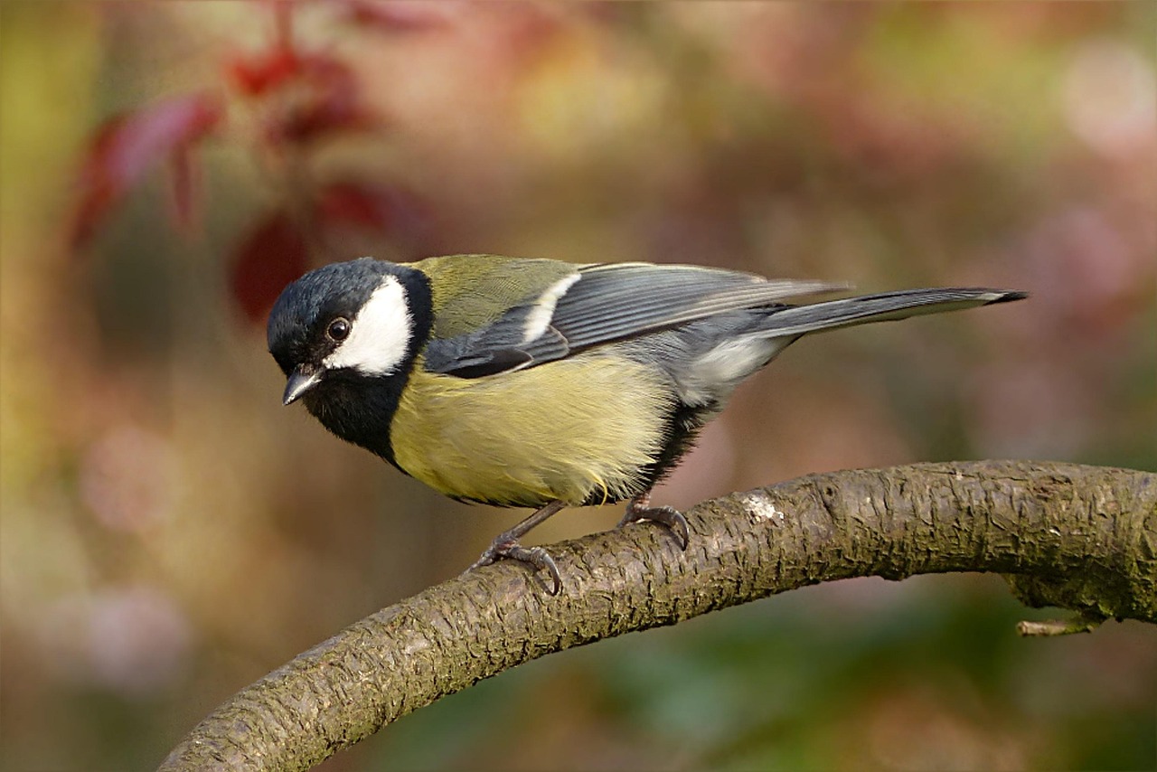 1.000+ kostenlose Kohlmeise und Natur-Bilder - Pixabay