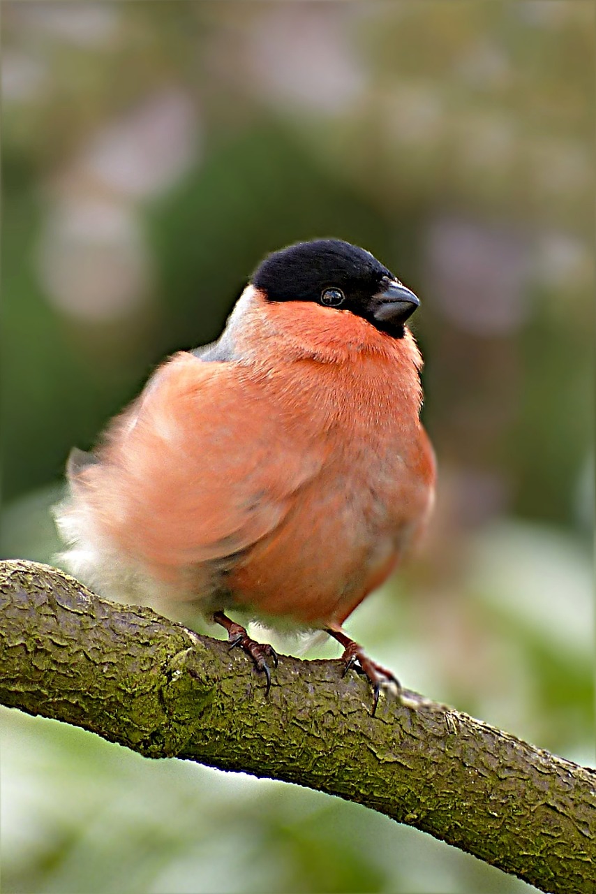 Bullfinch Pyrrhula Bird - Free photo on Pixabay - Pixabay