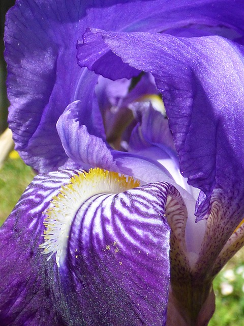 Fleur Violet Iris - Photo gratuite sur Pixabay - Pixabay